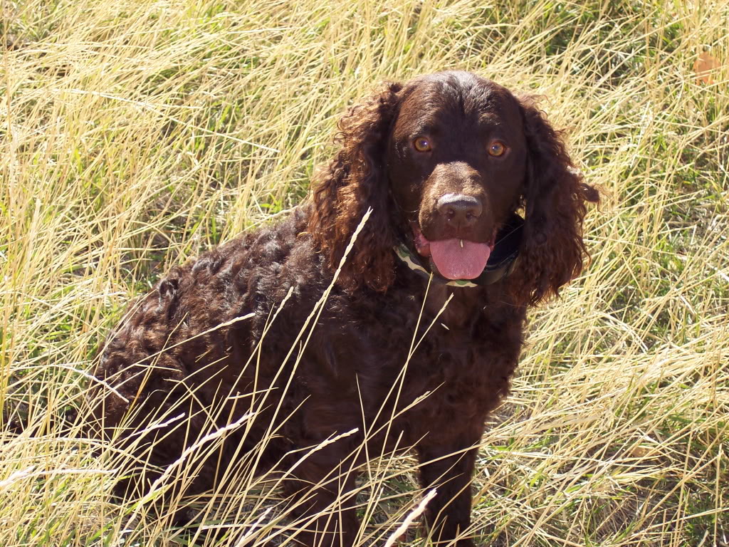 American-Water-Spaniel-Dog-Breed-Pictures-16 - Buy and Sell Hunting Dogs