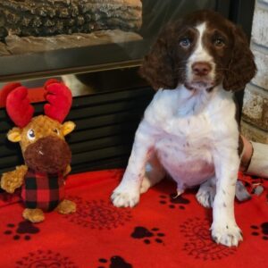 Browse Ads Buy Hunting Dogs - Pointers, GSP, Labs, Hounds, Pups